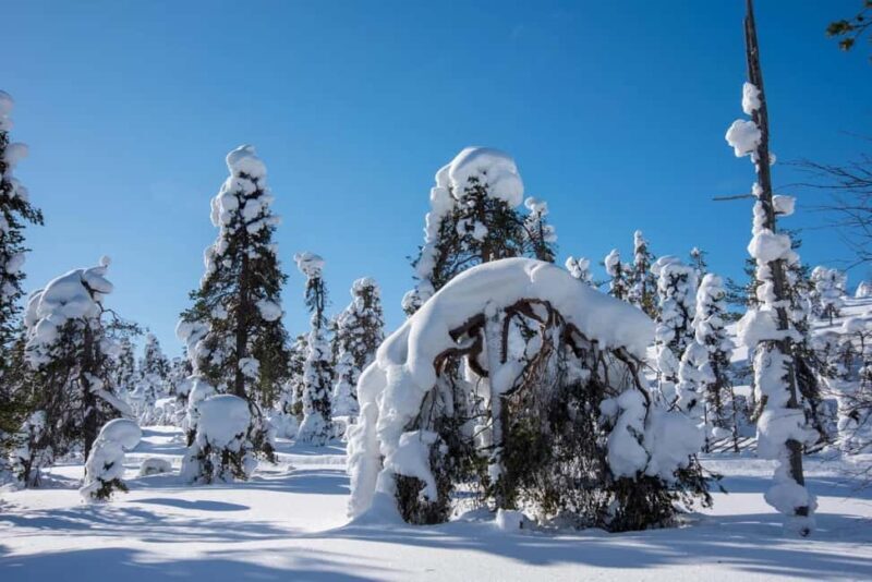 Pyhä: Skiing Tour in Arctic Forest - FAQ