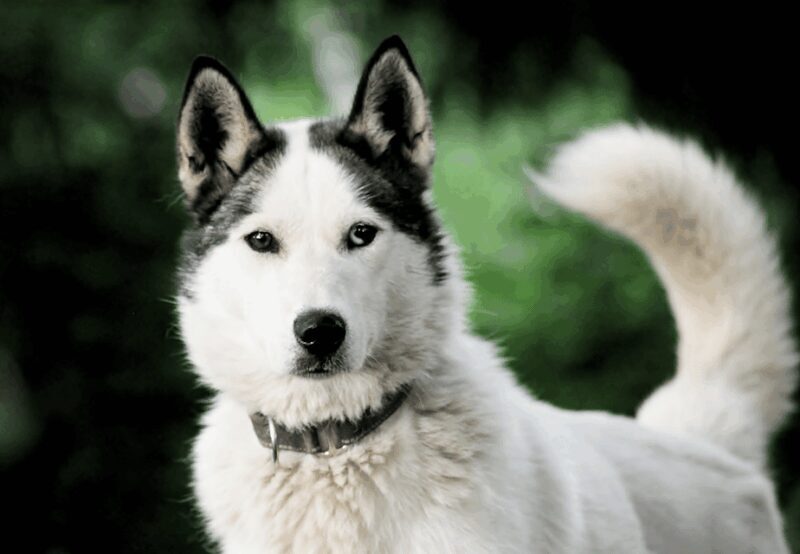 Pyhätunturi: Husky Safari including Farm Visit - What to Expect from Your Husky Safari at Pyhä