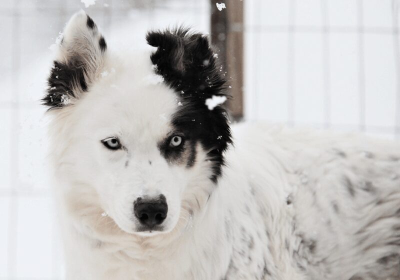 Pyhätunturi: Husky Safari including Farm Visit - The Charm of the Farm Experience