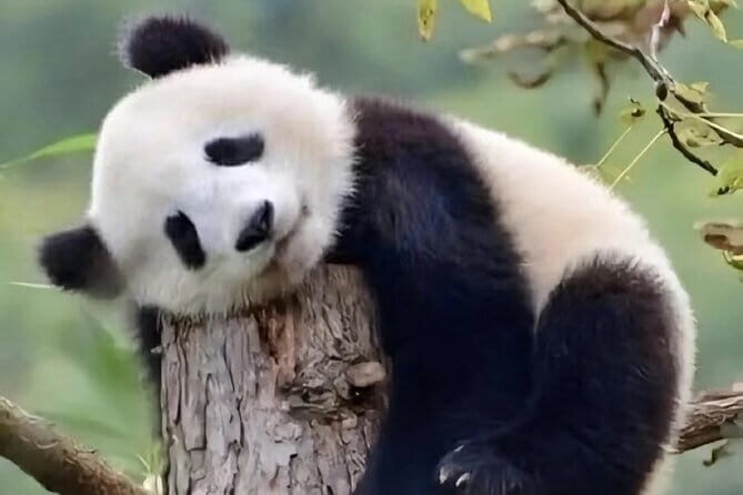 Qing Cheng Private 2 Day Adventure - Final Thoughts: Who Will Love This Tour?