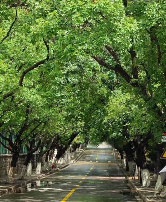 Qingdao: Badaguan Scenic Area Guided Walking Tour - Key Points