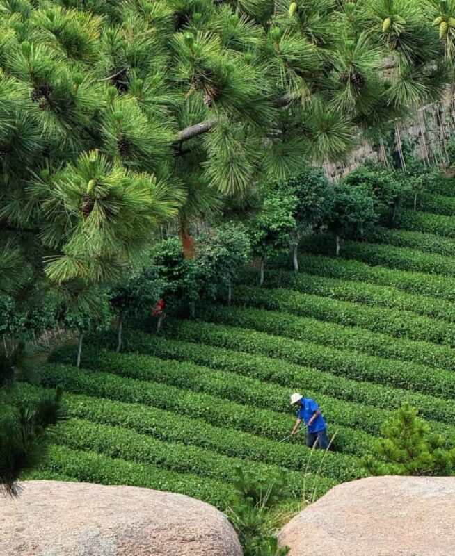 Qingdao Laoshan Coastal Adventure: Mountains, Temples & Tea - Key Points
