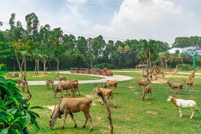 Qingyuan Chimelong Forest Kingdom and Hot Spring Experience - Final Thoughts: Is This Tour Right for You?