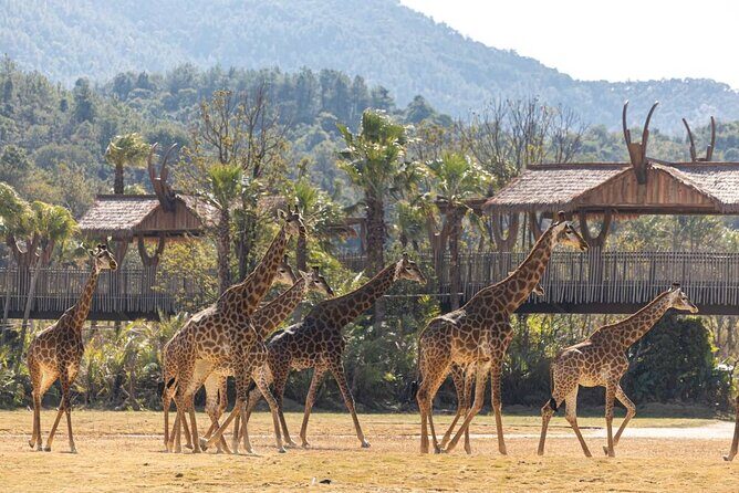 Qingyuan Chimelong Forest Kingdom and Hot Spring Experience - FAQ