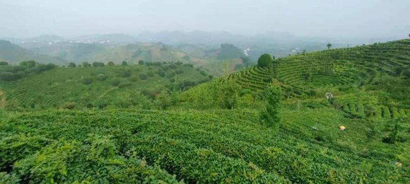 Qixianfeng Tea Plantation Tour in Yangshuo - The Detailed Experience: What to Expect During the Tour