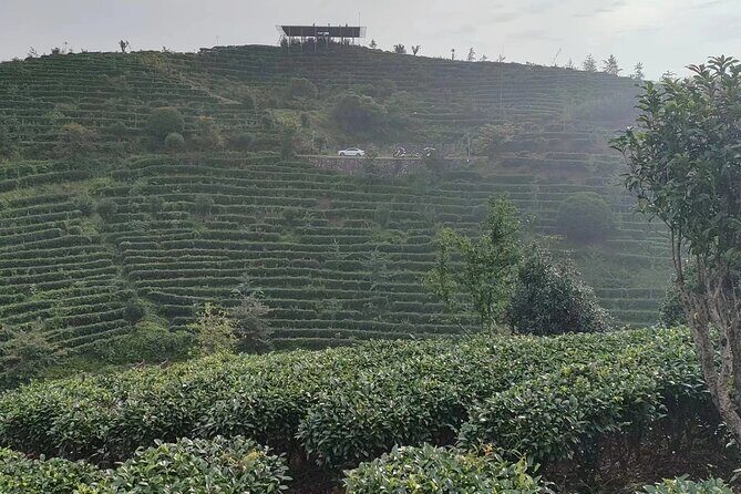 Qixianfeng Tea Plantation Tour in Yangshuo - FAQs