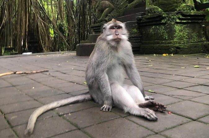 Quad Bike Adventure and Monkey Forest Experience All-Inclusive - Final Thoughts