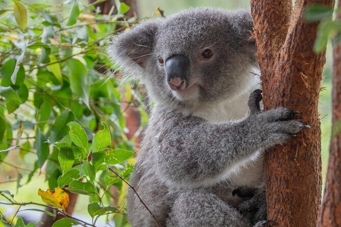 Quad Biking, Koalas and Kangaroos - Private Tour - Who Should Consider This Tour?