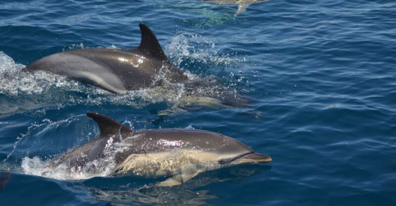 Quarteira: Algarve Coast, Caves and Dolphin Watching Cruise - Who Should Consider This Tour