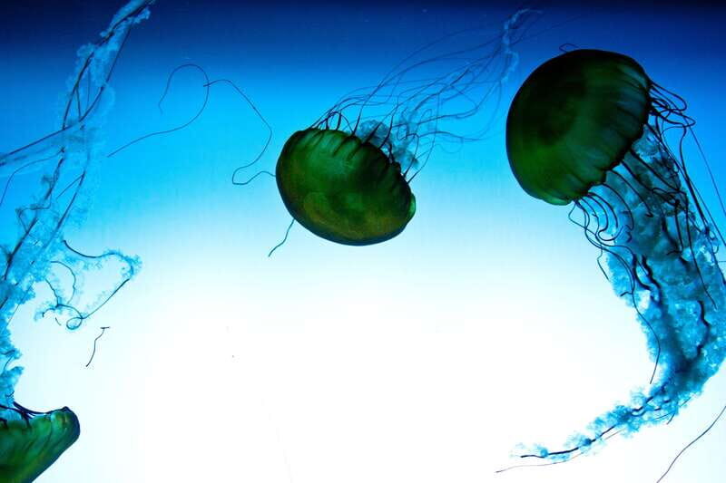 Quebec: Aquarium du Quebec Entry Ticket - An In-Depth Look at Quebec’s Aquarium du Quebec