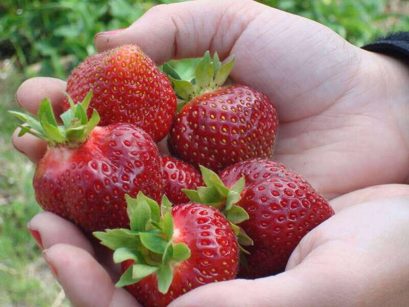 Quebec City - E-Tandem Rental on Ile d'Orléans - Key Points