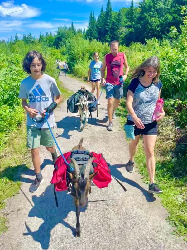 Quebec City: Guided Goat Hike & Beaver Dam Visit with Picnic - The Experience Provider and Group Size