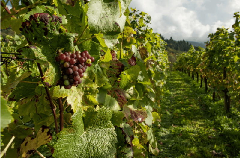 Quebec City: Island of Orleans Wine Tour - Practical Tips for Participants
