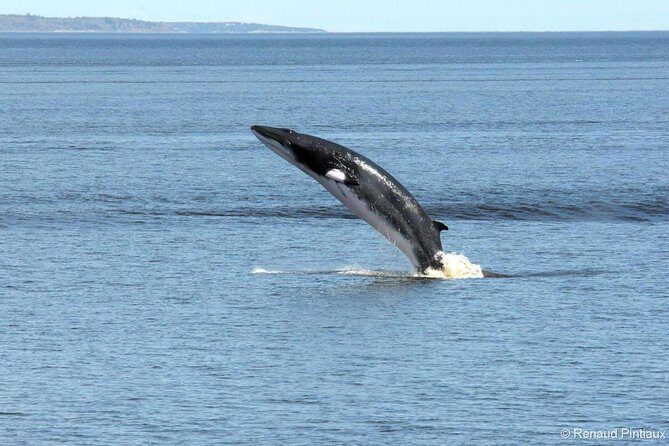 Québec City: Whale Watching Tour with Bus Transportation - Who Will Appreciate This Tour?