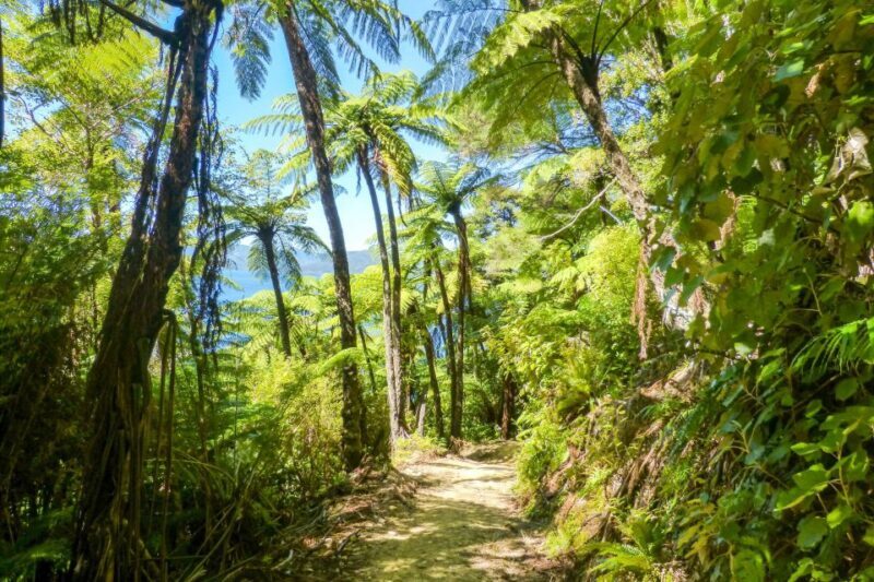 Queen Charlotte Track: Cruise & Self-Guided Hike from Picton - The Sum Up