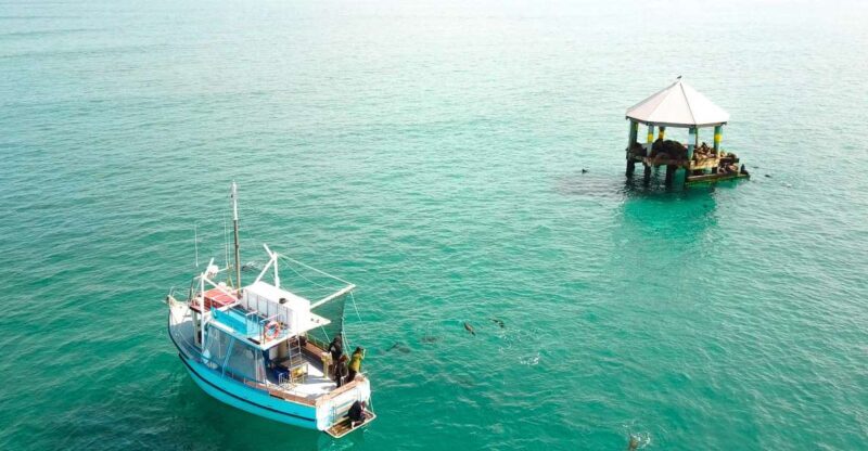 Queenscliff: 1.5hr Harbour Wildlife Sightseeing Cruise Tour - Exploring the Queenscliff Harbour Wildlife Cruise