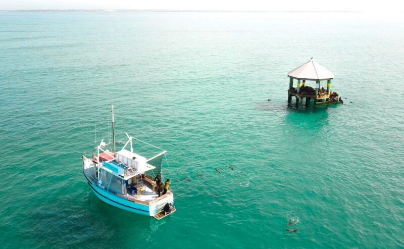 Queenscliff: 1.5hr Harbour Wildlife Sightseeing Cruise Tour - The Sum Up