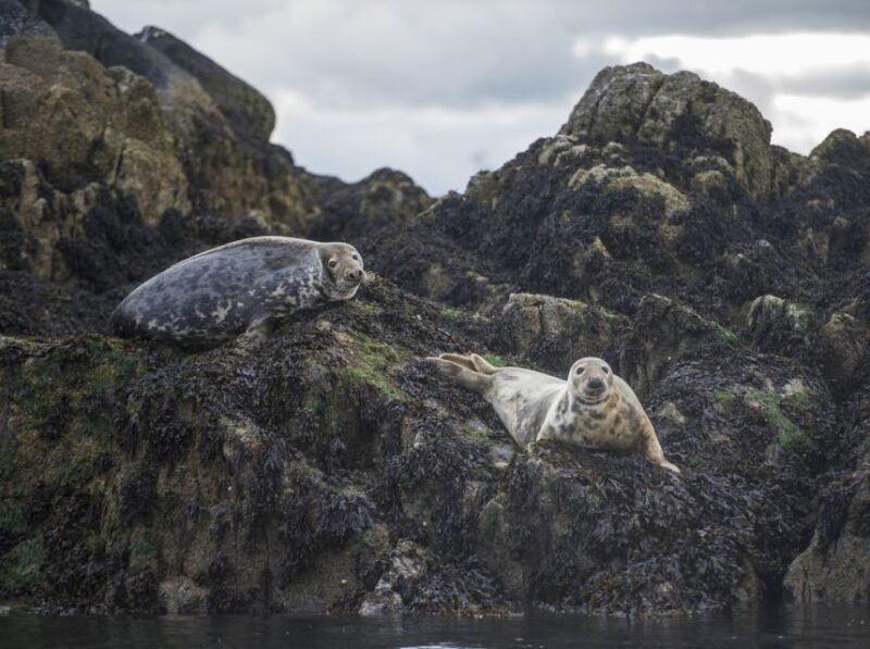 Queensferry: Sightseeing Cruise to Inchcolm Island - What Reviewers Say