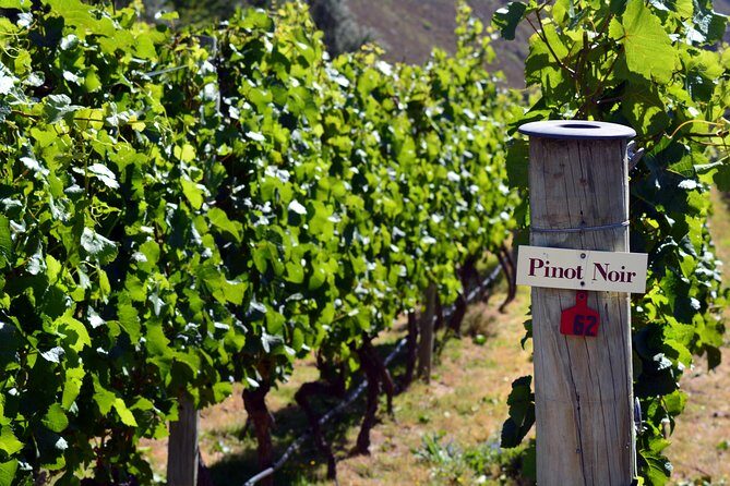 Queenstown Afternoon Wine Tour | Adults Only - Who Should Consider This Tour?