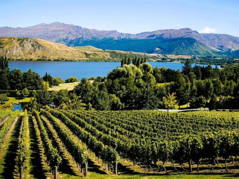Queenstown, Arrowtown, Gibbston: Flexible Wine Hopper Tours - Why This Tour Works Well