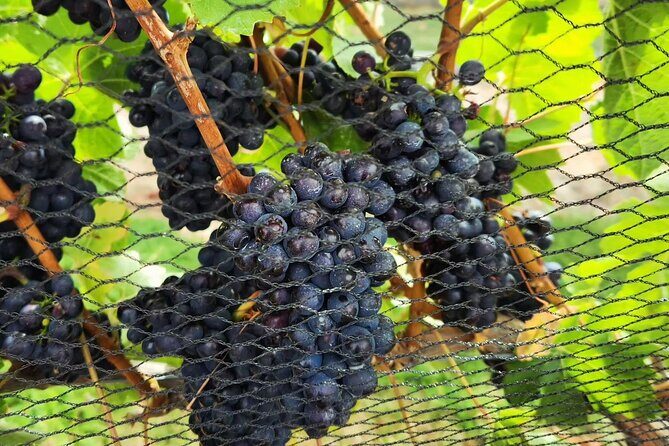 Queenstown, Arrowtown, Gibbston: Join the Only Flexible Wine Tour - Additional Notes
