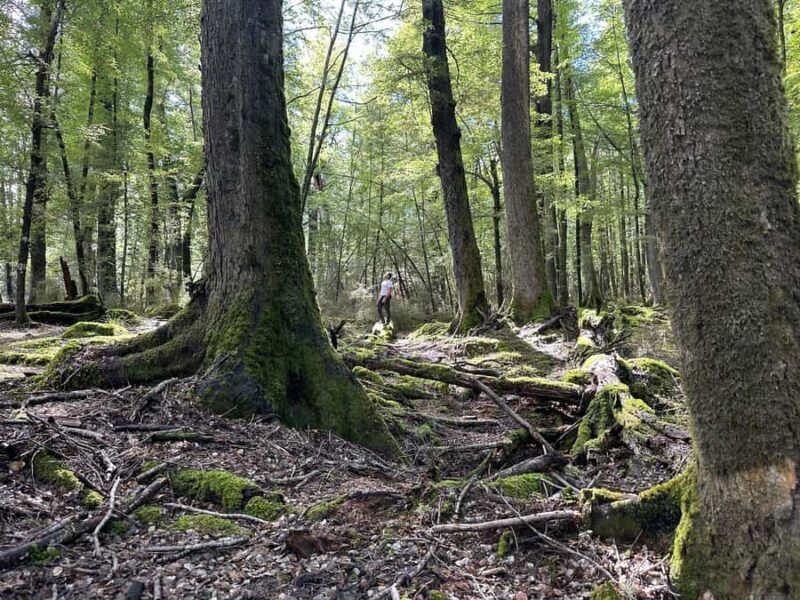 Queenstown: Glenorchy Private Tour with Hotel Pickup - The Scenic Drive: Why the Journey Matters