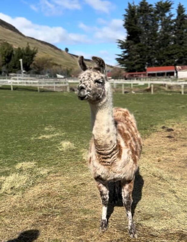 Queenstown: Glenorchy Private Tour with Hotel Pickup - Comfort and Convenience: The Private Experience