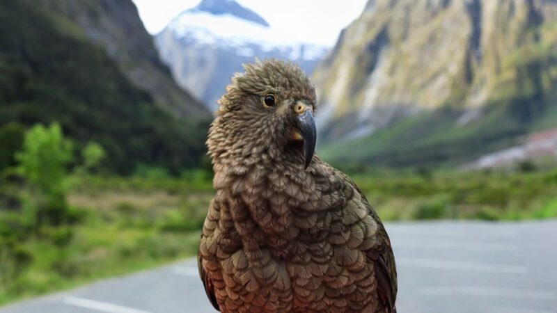 Queenstown: Milford Sound Small-Group Tour w Cruise & Lunch - A Well-Balanced Day of Scenic Wonders