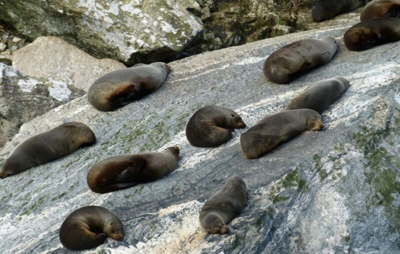 Queenstown: Milford Sound Small-Group Tour w Cruise & Lunch - Return Journey and Optional Upgrades