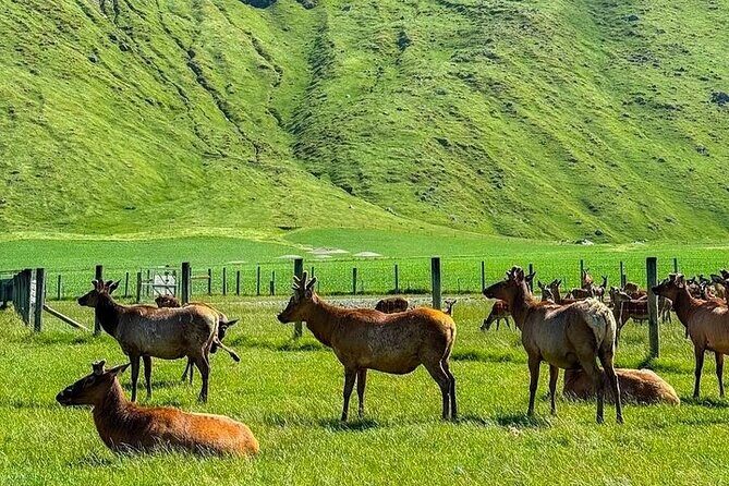 Queenstown to Christchurch One Way Tour Via Lake Tekapo & Mt Cook - Final Thoughts
