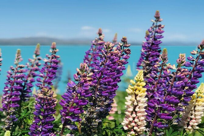 Queenstown to Lake Tekapo via Mt Cook One-Way Small Group Tour - An Honest Breakdown of the Itinerary
