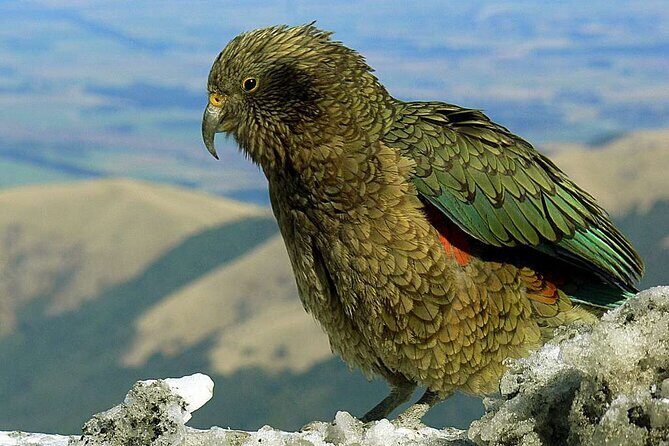 Queenstown to Lake Tekapo via Mt Cook One-Way Small Group Tour - Who Would Love This Tour?