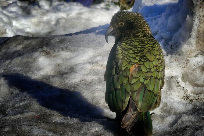 Queenstown to Mt Cook Small Group Tour (One-Way) - FAQ