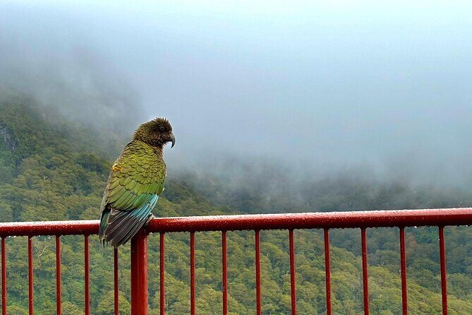 Queenstown to Te Anau via Milford Sound inc Cruise & Lunch - Return Stops and Scenic Overlooks