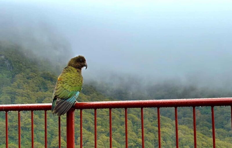 Queenstown to Te Anau via Milford Sound inc Cruise & Lunch - Milford Sound & the Classic Small-Ship Cruise