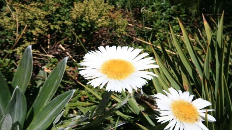 Queenstown to Tekapo Small Group Tour One Way - An In-depth Look at the Tour