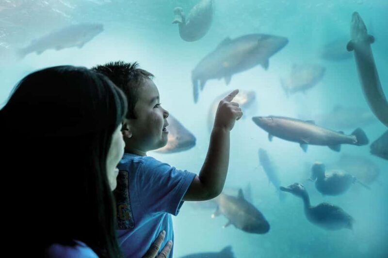 Queenstown: Underwater Theatre Experience Entry Ticket - What We Think: Value, Suitability, and Overall Impression