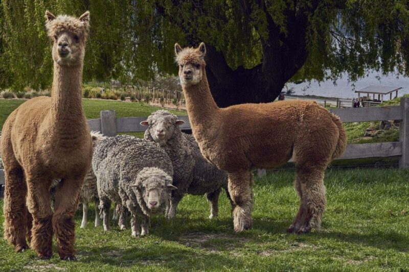 Queenstown: Walter Peak Garden to Table Experience - Frequently Asked Questions