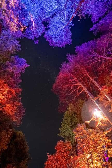 Queenstown: Whimsical Sensory Night Walk at LUMA Enchanted - Key Points