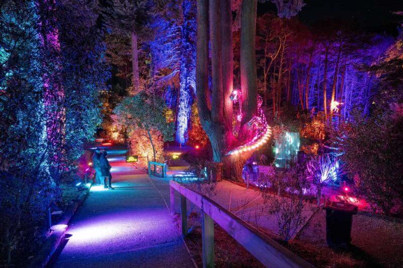 Queenstown: Whimsical Sensory Night Walk at LUMA Enchanted - A Look at the Experience in Detail