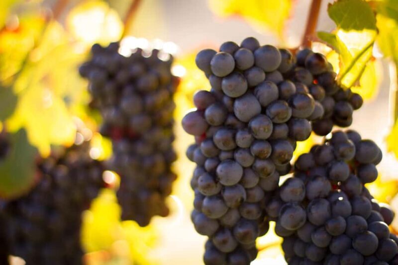 Queenstown: Wine & Food Tour, Scenic Tastings & Paired Lunch - The Perfect Fit for You