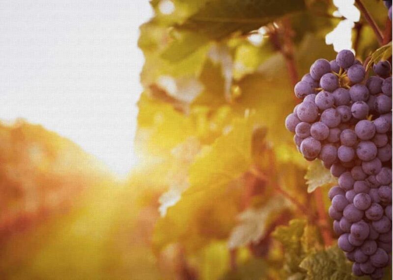 Querétaro: Cheese and Wine Tasting Tour - An In-Depth Look at the Querétaro Cheese and Wine Tour