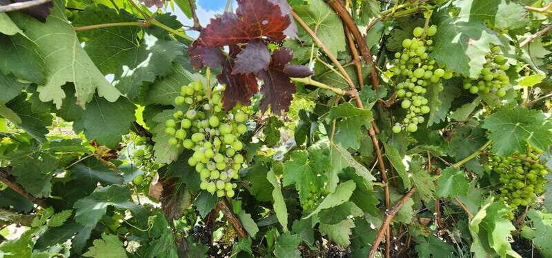 Querétaro: Independence Valley - Guanajuato Wine Tour - A Day of History and Wine in Guanajuato