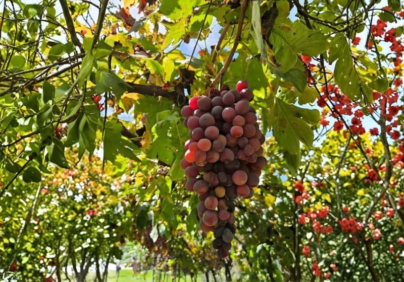 Querétaro: Peña de Bernal y Cavas de Freixenet - The Bottom Line