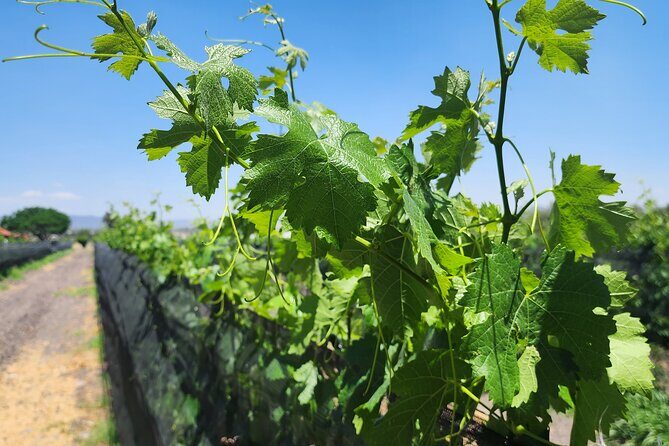 Queretaro Wine Route and Magic Towns - The Final Stops — History and Relaxation