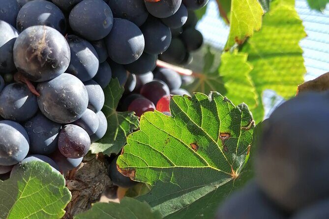 Queretaro Wine Route and Magic Towns - The Practicality and Value