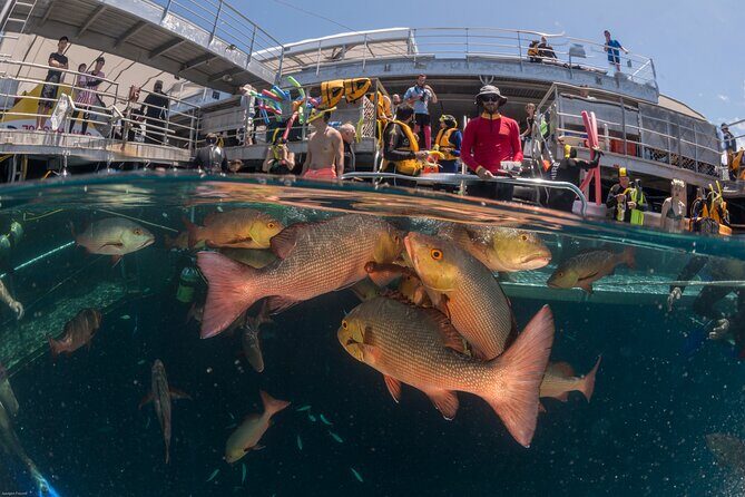 Quicksilver Outer Great Barrier Reef Snorkel Cruise from Palm Cove - FAQ