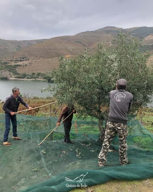 Quinta do Tedo: Olive Oil Tasting - The Value of the Experience: Why It Matters
