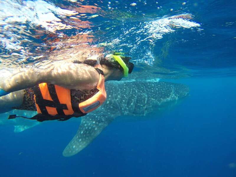 Quintana Roo: Whale Shark Swim, Private Boat Trip, and Lunch - An Honest Look at the Experience