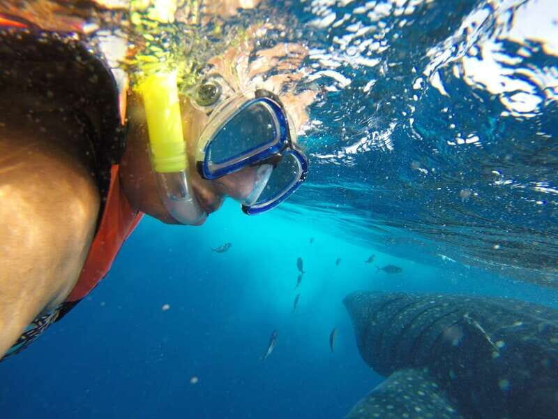 Quintana Roo: Whale Shark Swim, Private Boat Trip, and Lunch - What People Say